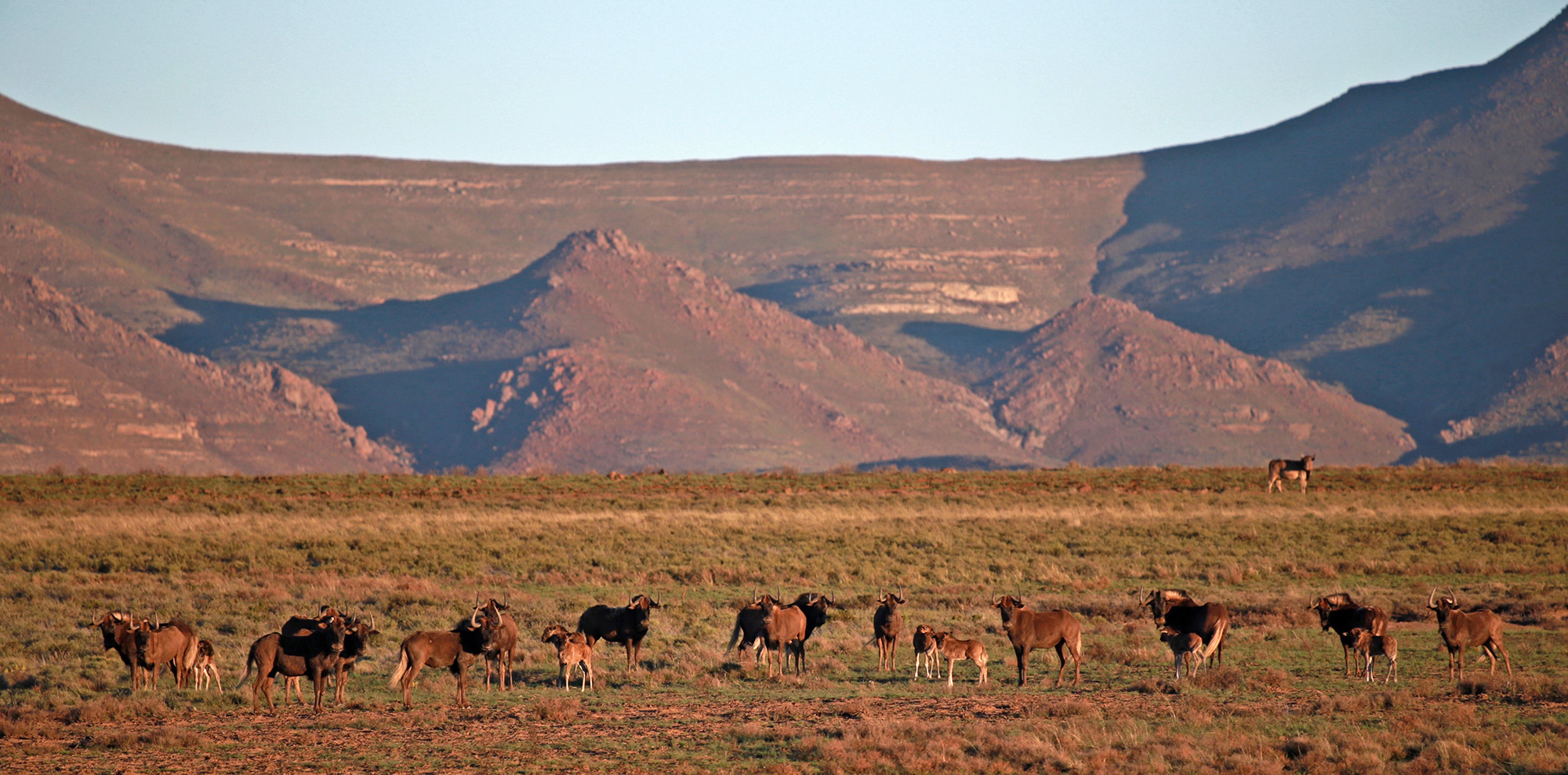 Sneeuberg Nature Reserve - Eastern Cape Karoo